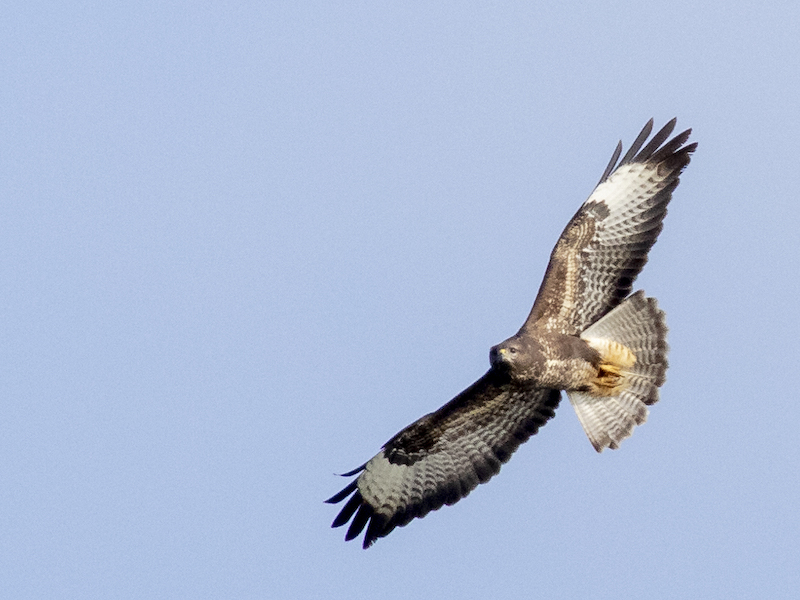 How to Identify Wild Birds: A Beginner’s Guide to Birdwatching