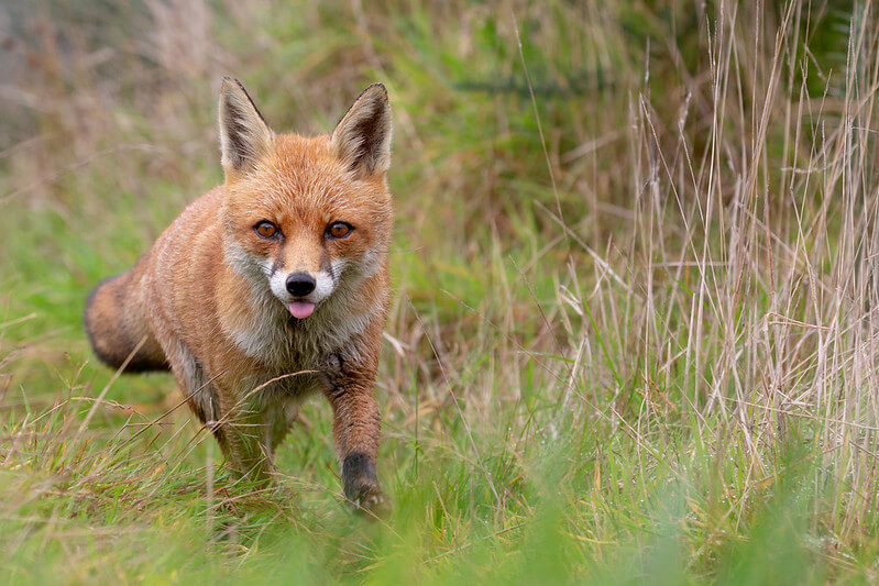 Getting into Wildlife Photography: The Essentials You'll Need