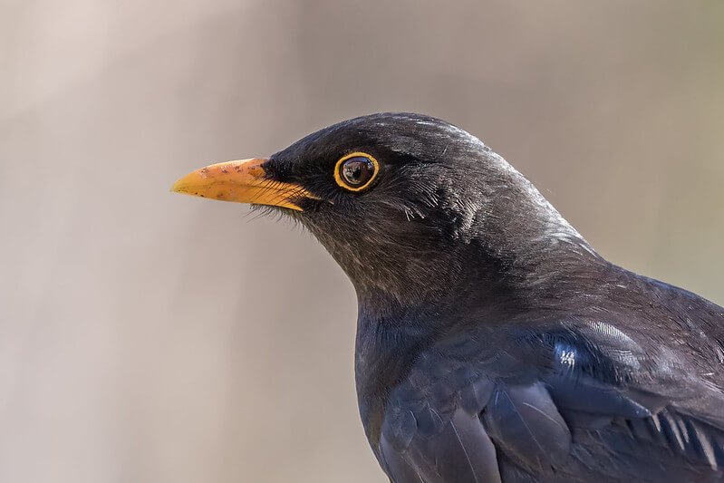 How to Identify Wild Birds: A Beginner’s Guide to Birdwatching