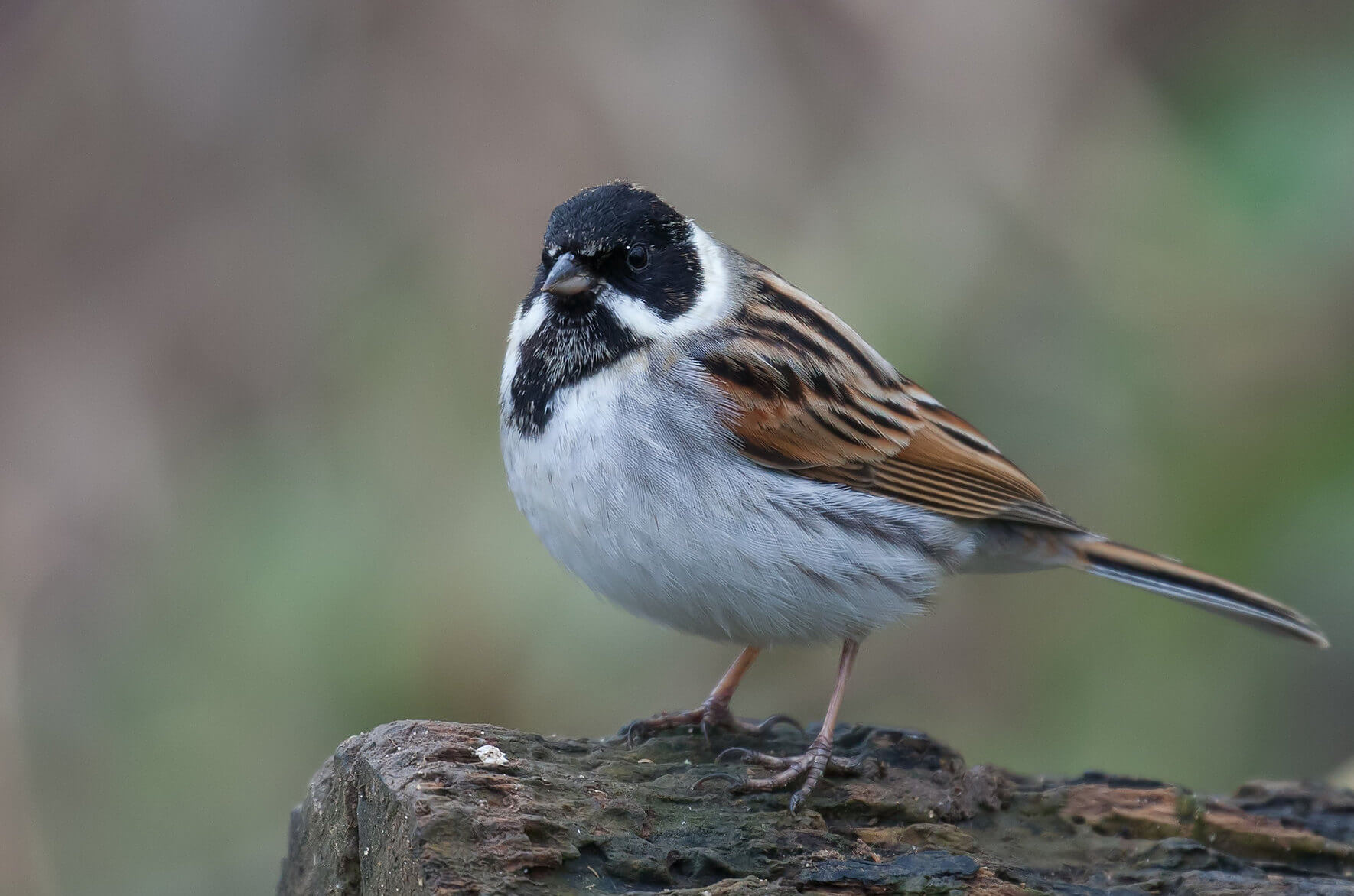 How to Identify Wild Birds: A Beginner’s Guide to Birdwatching