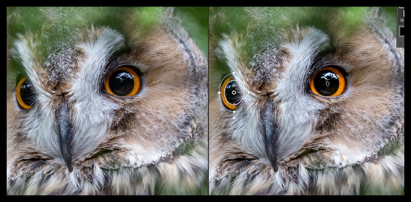 How To Edit A Wildlife Photo: Post Processing Techniques for Wildlife