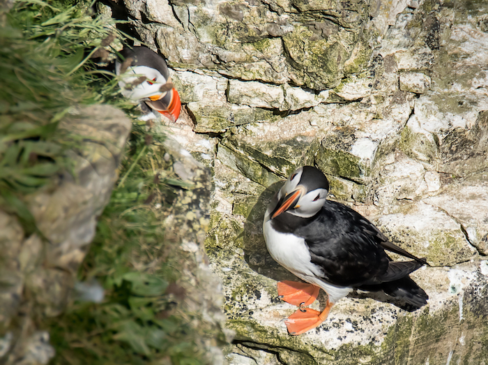 Will I see puffins at RSPB Bempton Cliffs nature reserve?