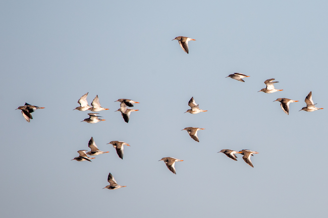 Spurn Point, East Yorkshire, a birdwatchers paradise