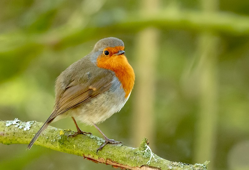 Low Light Wildlife Photography: Master Techniques and Gear