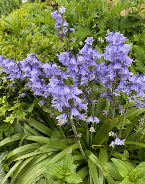 English Bluebells: Tips and Tricks for Spring Photography
