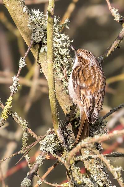 How to Identify Wild Birds: A Beginner’s Guide to Birdwatching